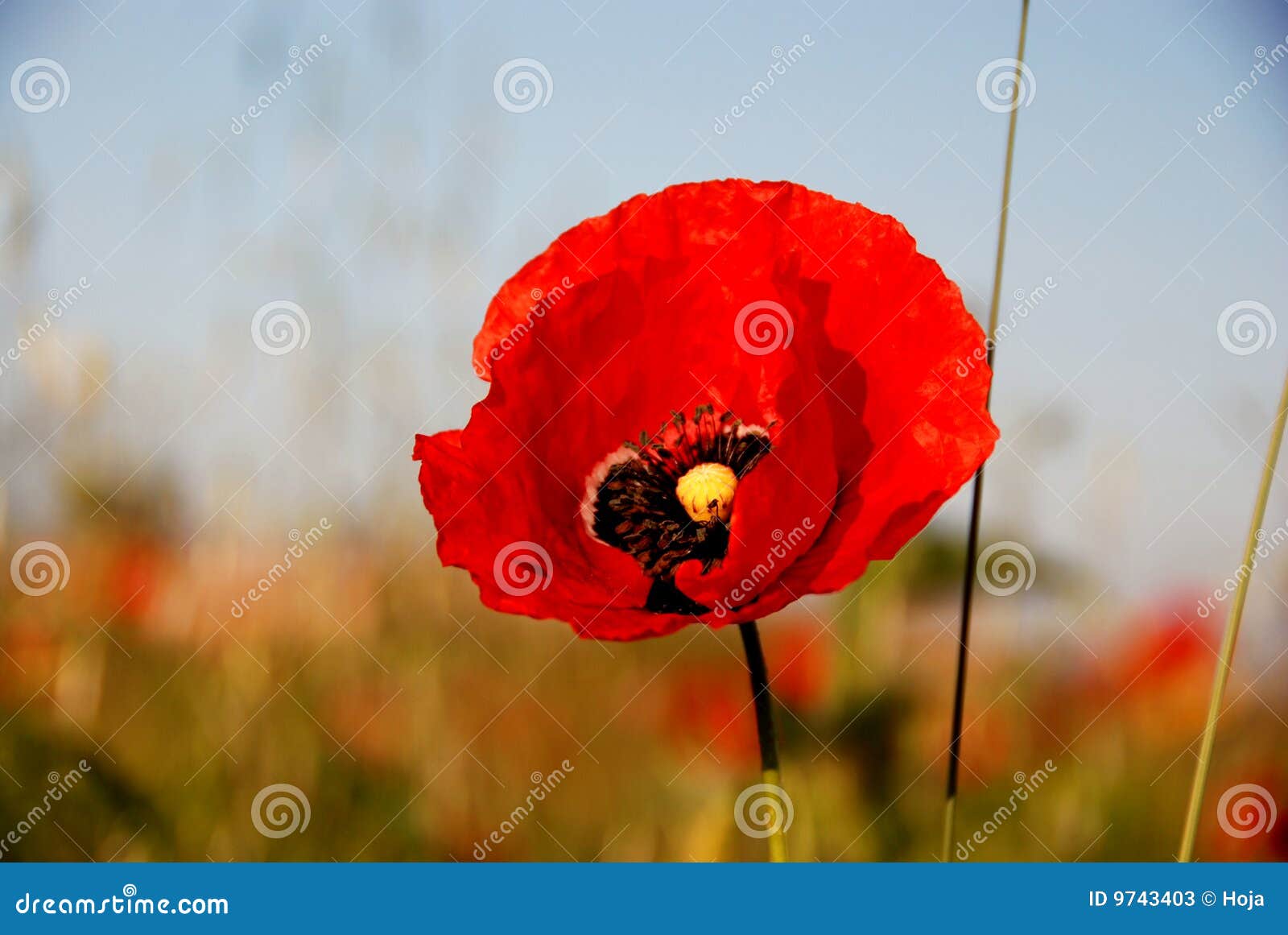 Vallmo fotografering för bildbyråer. Bild av löv, naturligt - 9743403