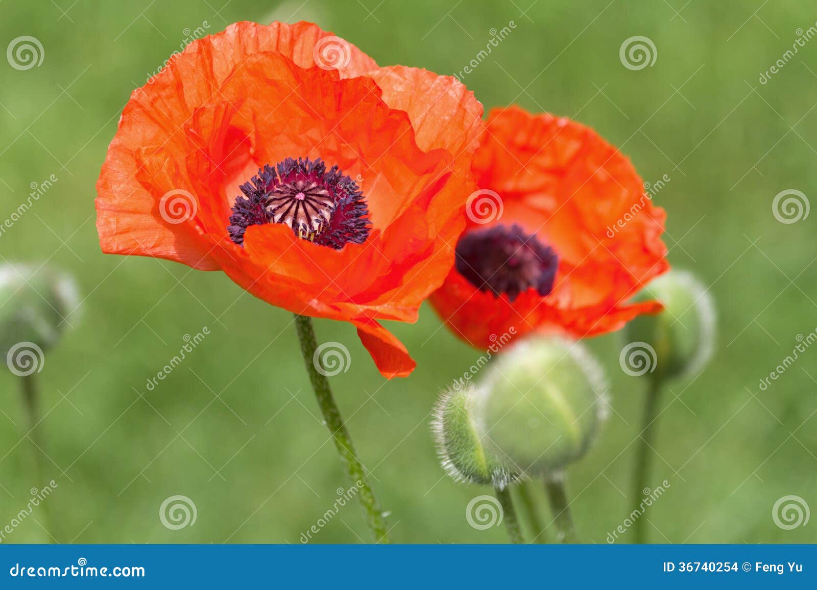 Vallmoblomma arkivfoto. Bild av blomma, grön, fjäder - 36740254