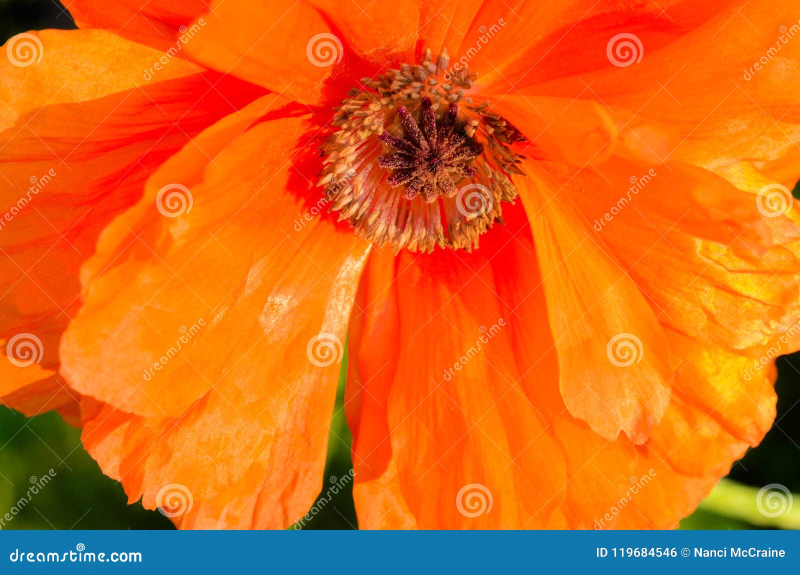 Vallmoblomma Med Pappers- Tunna Orange Kronblad Arkivfoto - Bild av ...