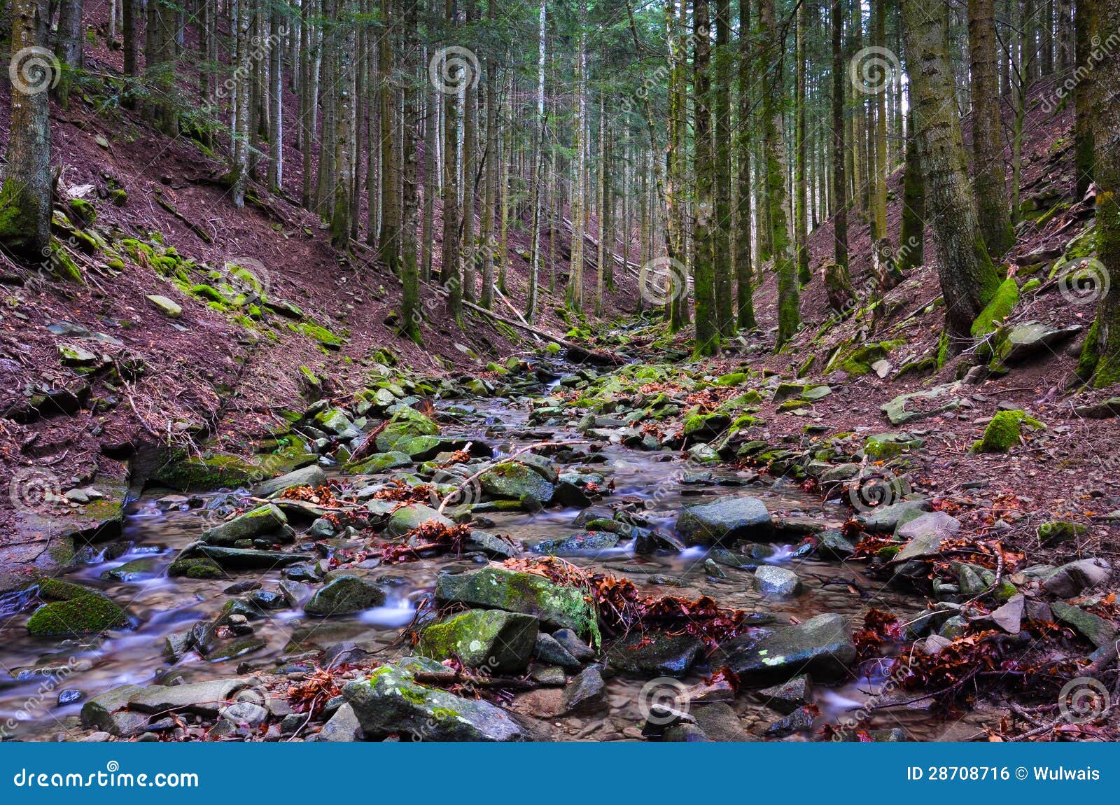 Vallombrosa Forest, Torrent 1 Stock Photo - Image of scenery, leaf ...