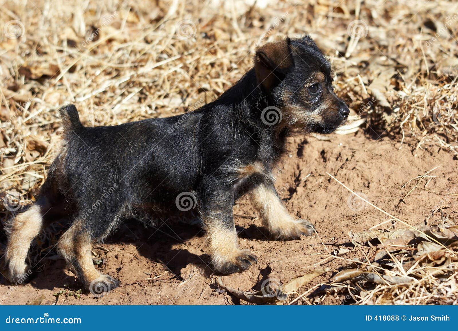 Valp arkivfoto. Bild av spelrum, öra, roar, förtjusande - 418088