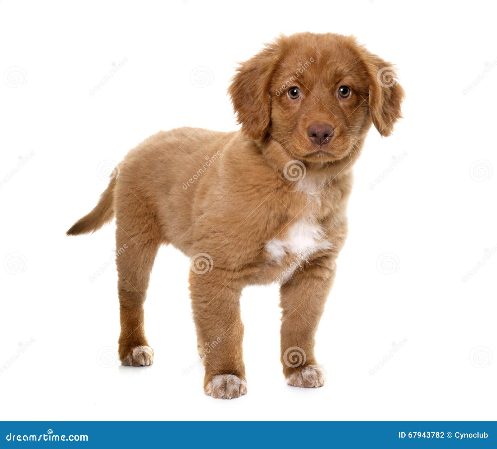 Valp Nova Scotia Duck Tolling Retriever Arkivfoto - Bild av vitt, hämta ...
