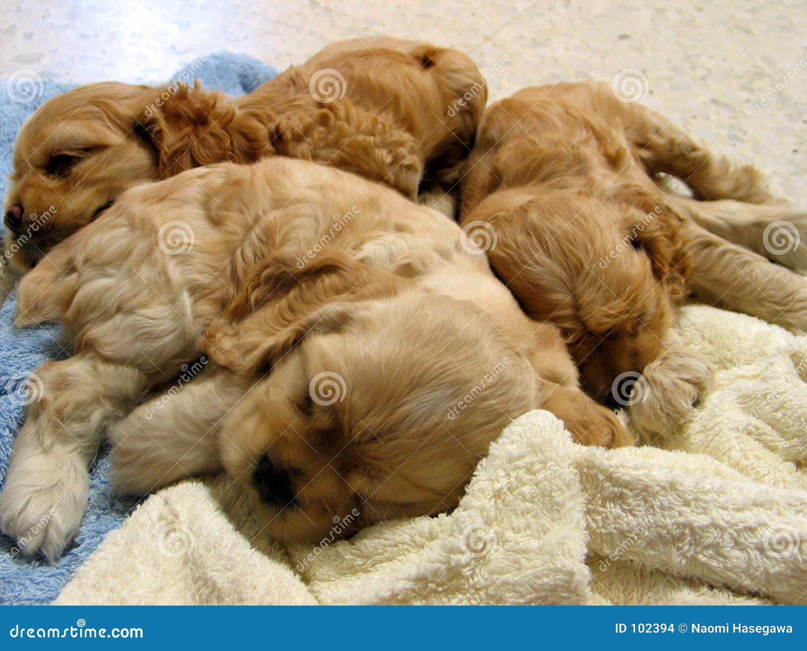Valpar arkivfoto. Bild av komfort, födda, sömn, husdjur - 102394
