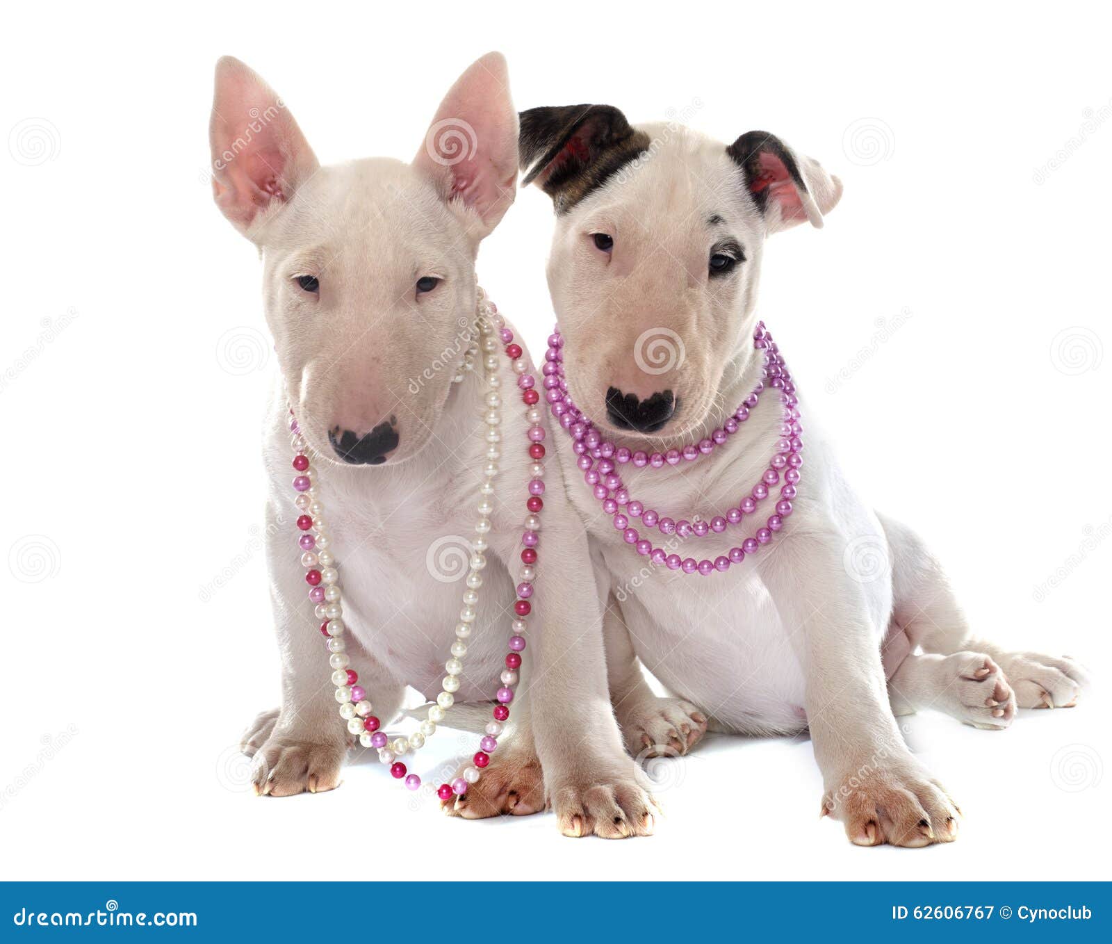 Valpar bull terrier fotografering för bildbyråer. Bild av hund - 62606767