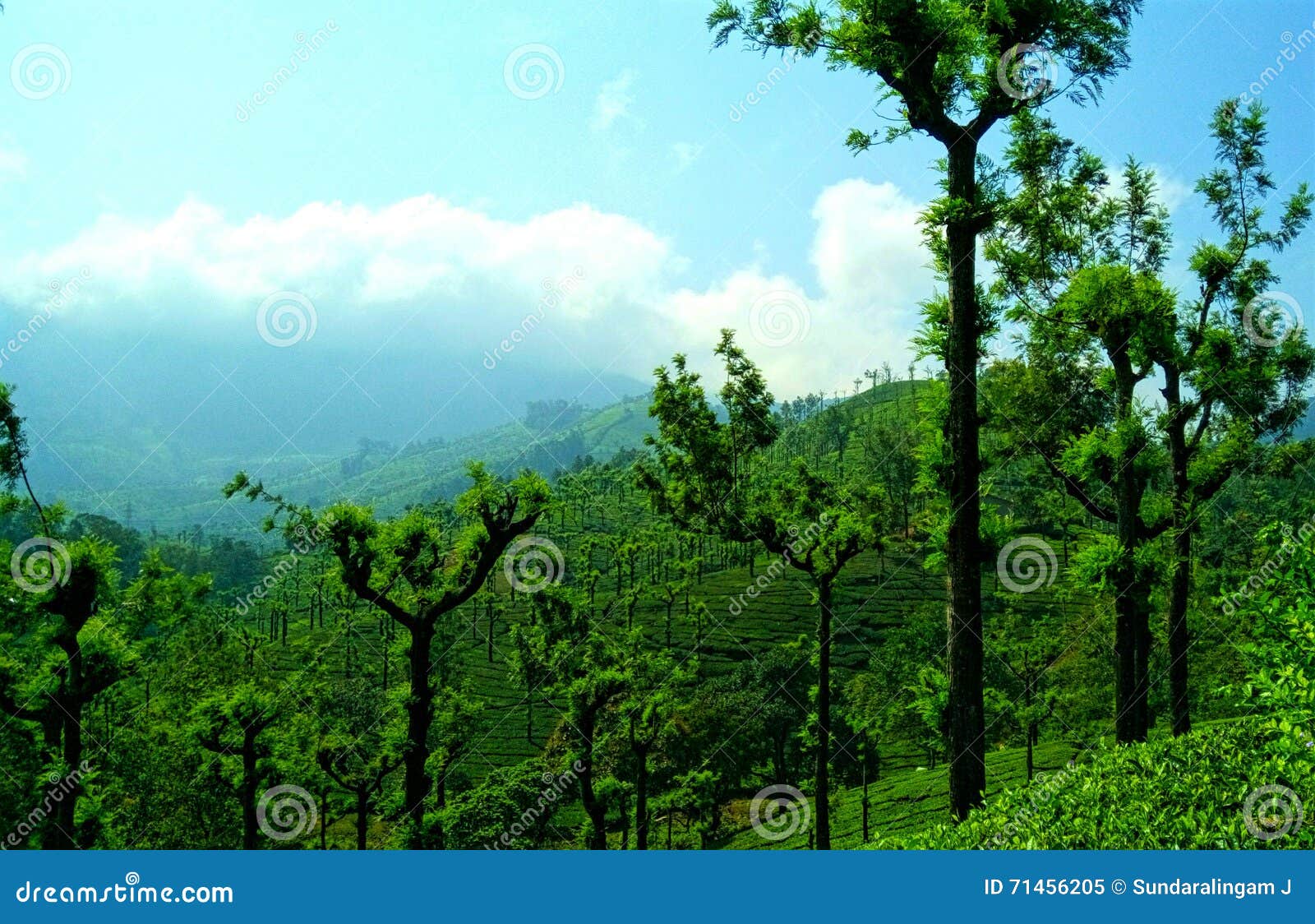 Valparai Forest stock image. Image of centre, forest - 71456205