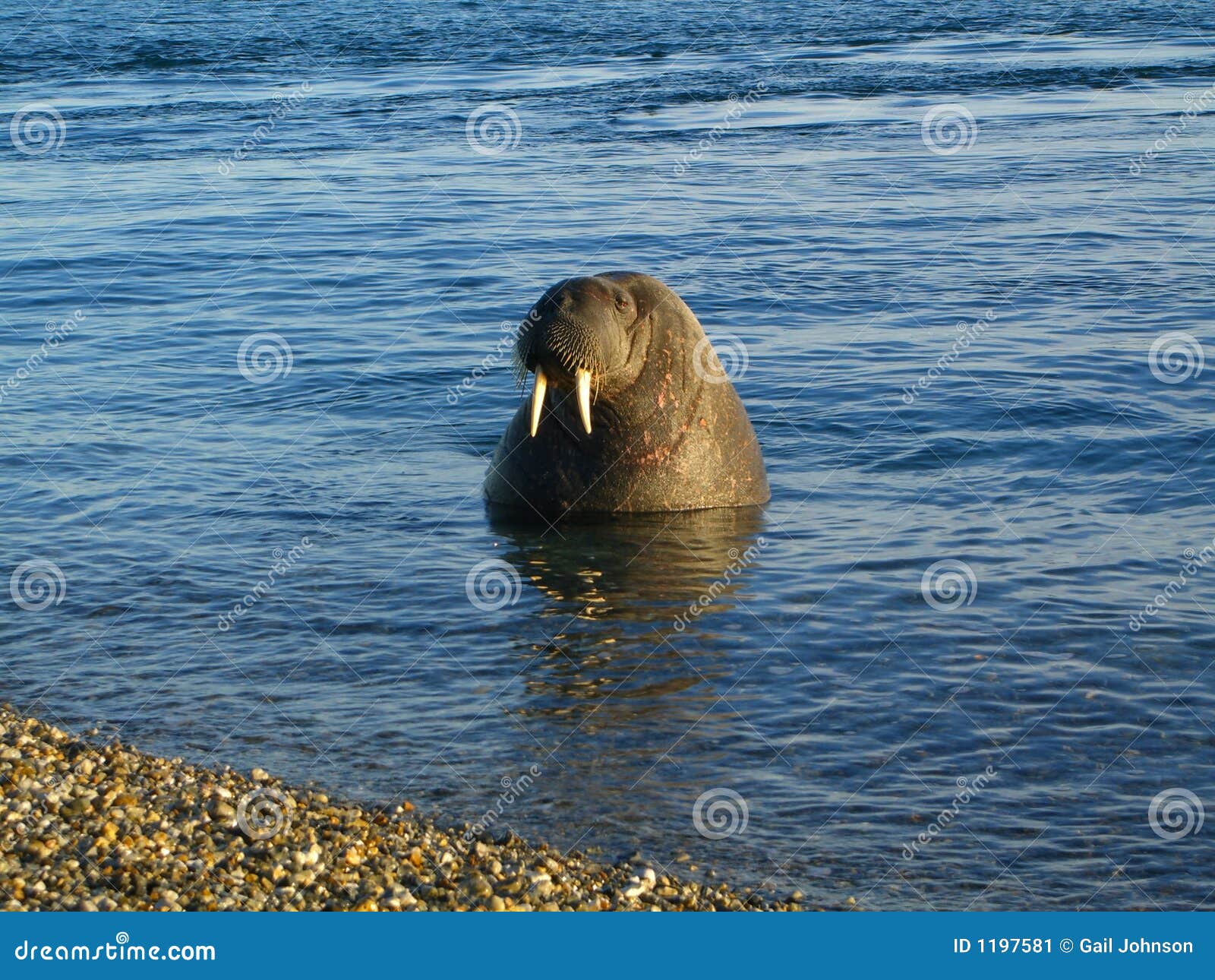 Valross fotografering för bildbyråer. Bild av gala, polart - 1197581