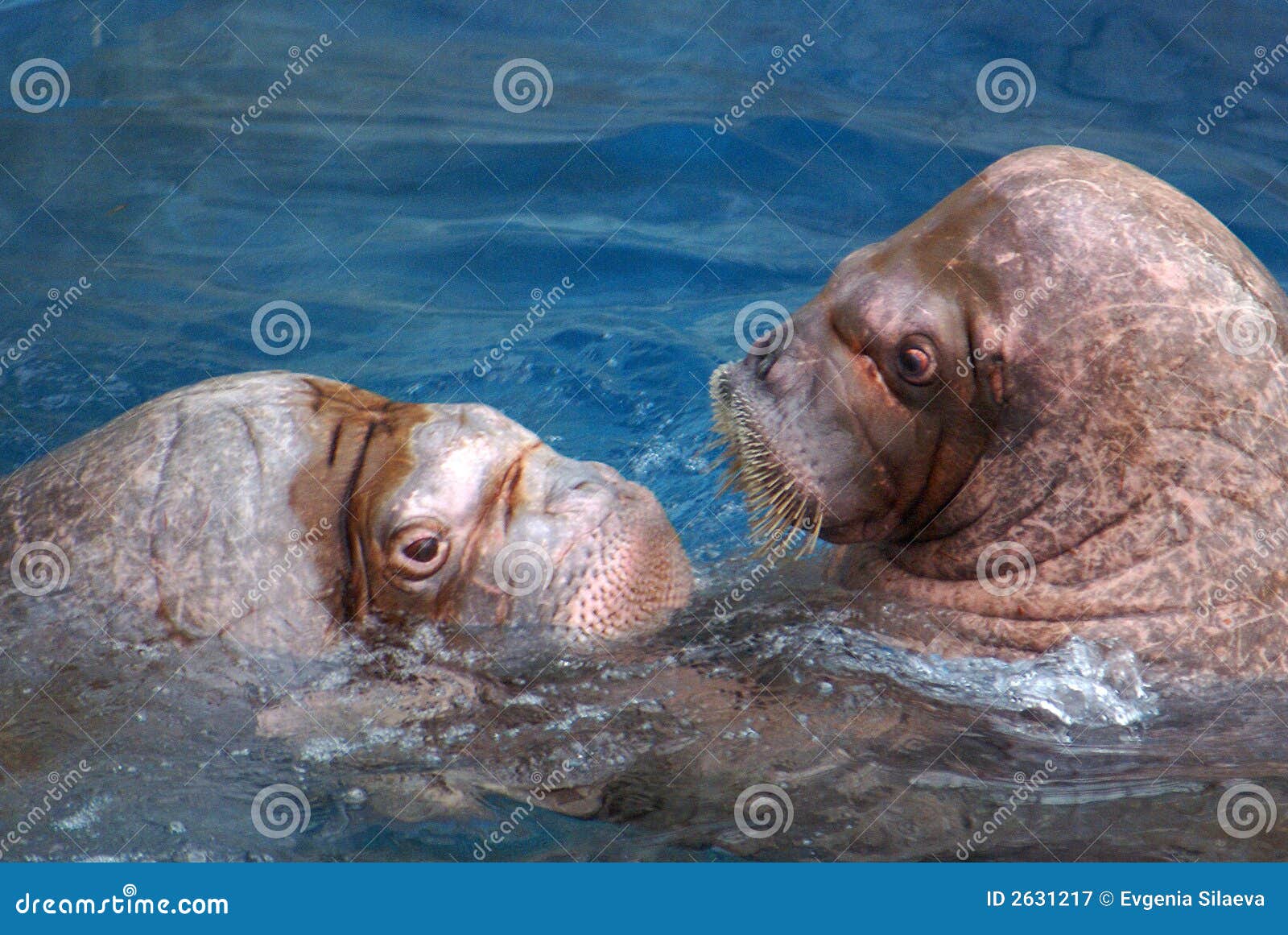 Valross Bild. Bild: 2631217