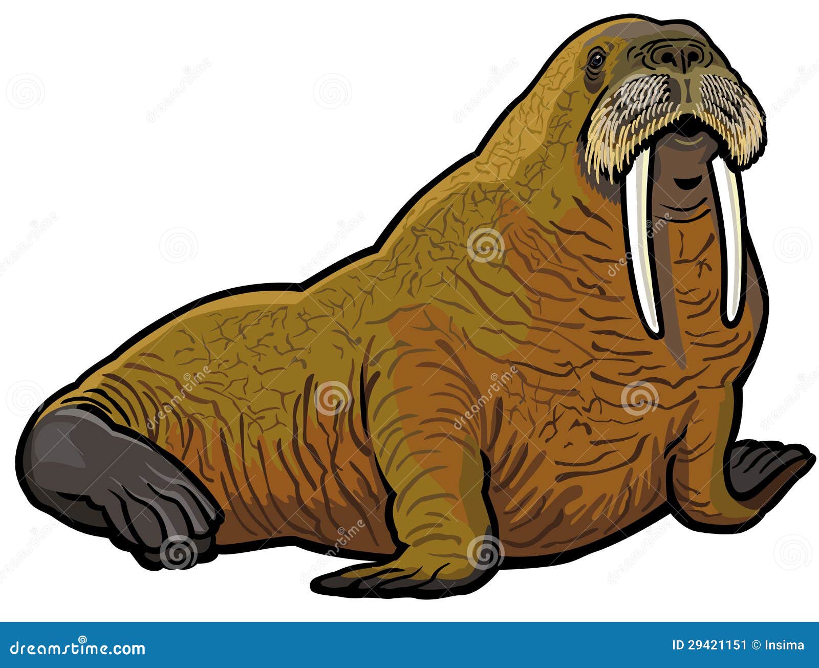 Valross vektor illustrationer. Illustration av vattenlevande - 29421151