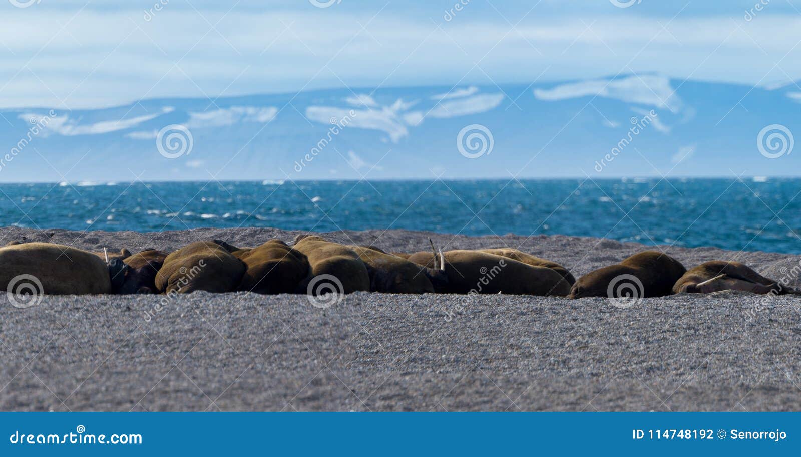 Valross av Svalbard arkivfoto. Bild av avsikter, matningar - 114748192