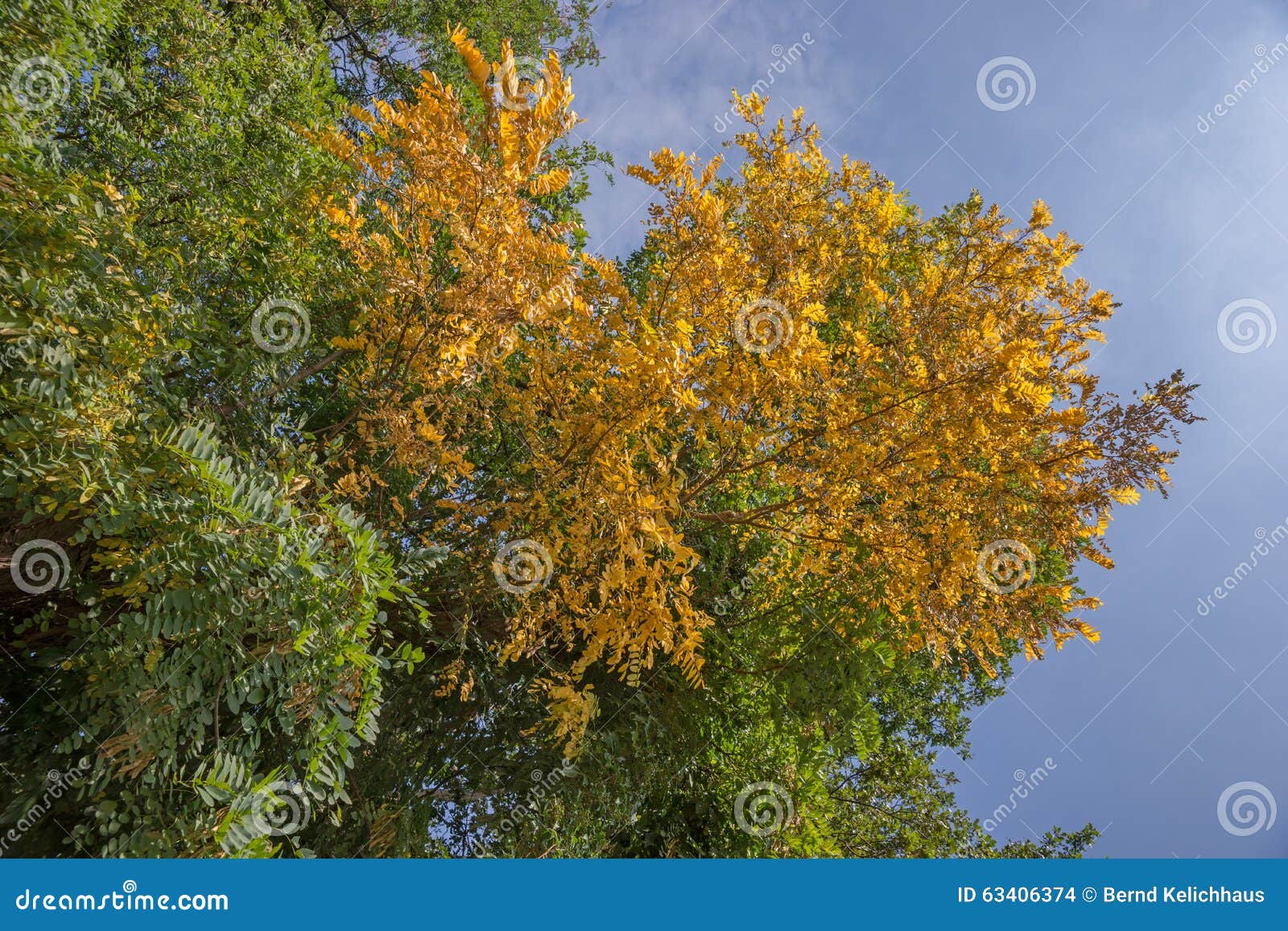 Valse Acacia (Robinia-pseudoacacia) Stock Foto - Image of robinia ...