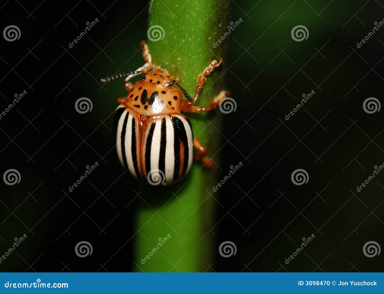 Valse Coloradokever stock foto. Image of installatie, molenroos - 3098470
