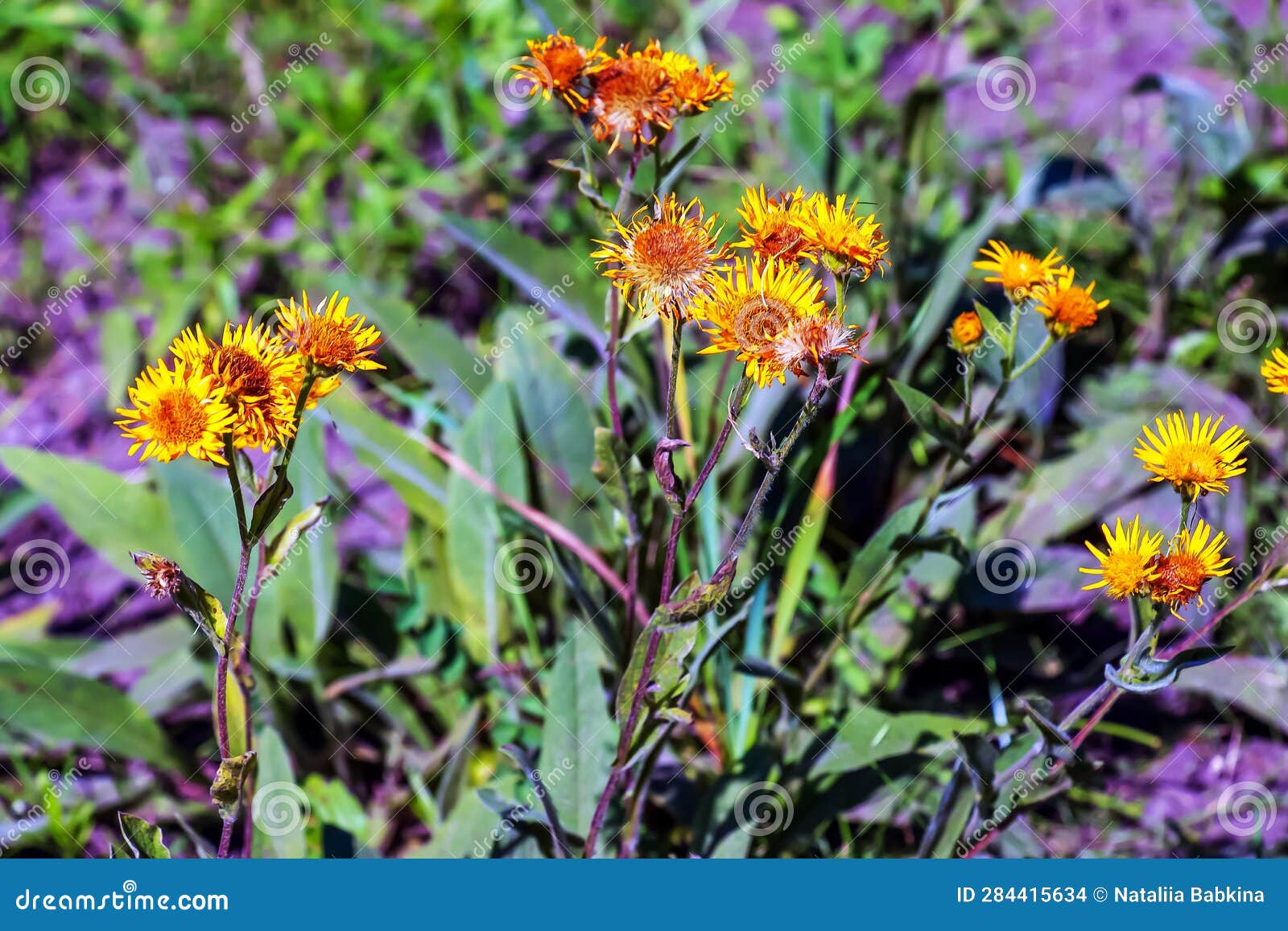 The Valuable Medicinal Plant Inula Helenium Grows in the Wild Stock ...