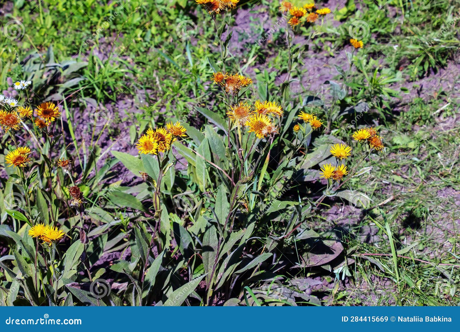 The Valuable Medicinal Plant Inula Helenium Grows in the Wild Stock ...