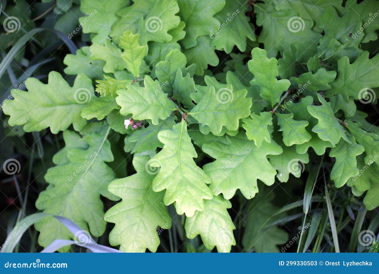 Oak branch with leaves stock image. Image of environment - 299330503