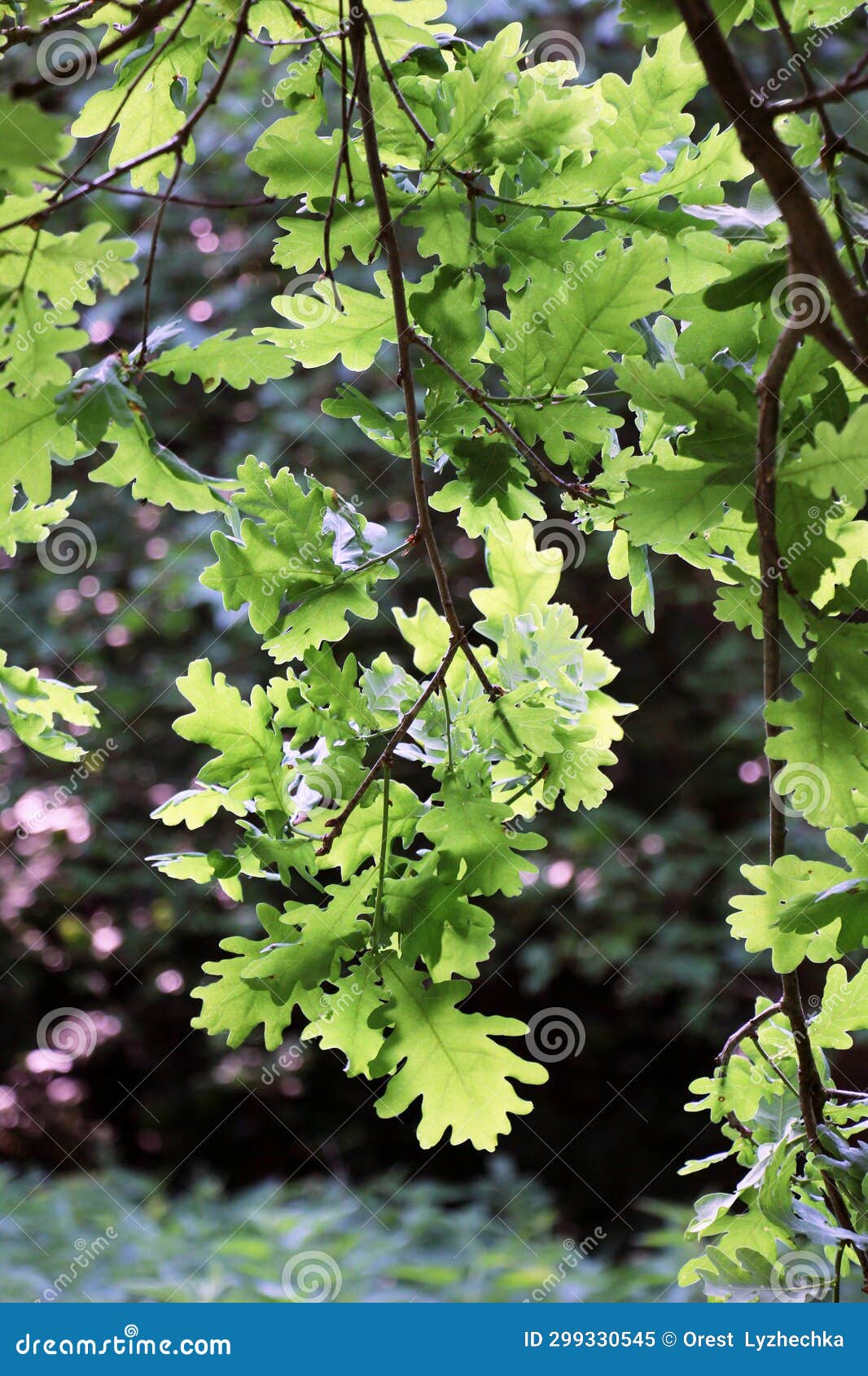 Oak branch with leaves stock image. Image of texture - 299330545