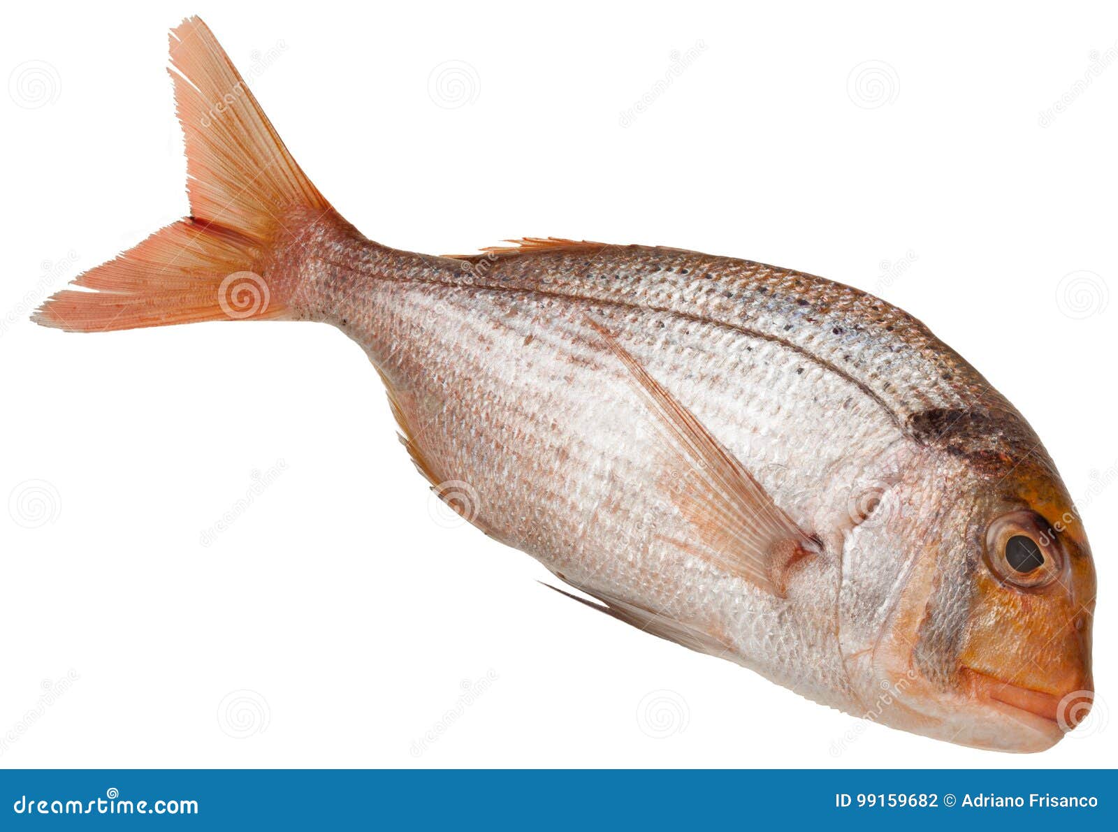 Valuable Snapper Stock Photos - Free & Royalty-Free Stock Photos from ...