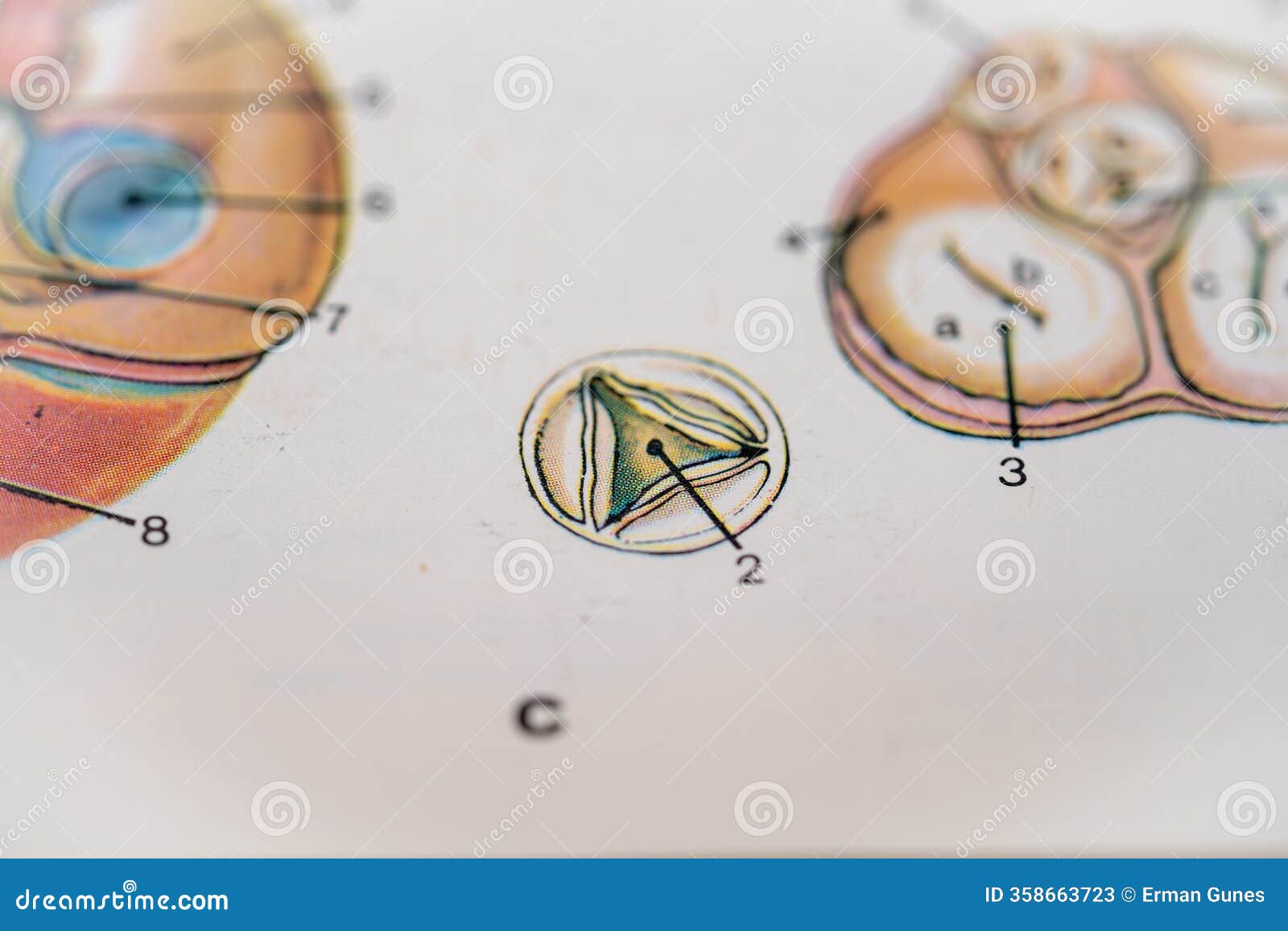 Valve Open (semilunar Cusps) in an Anatomical Illustration Stock Image ...