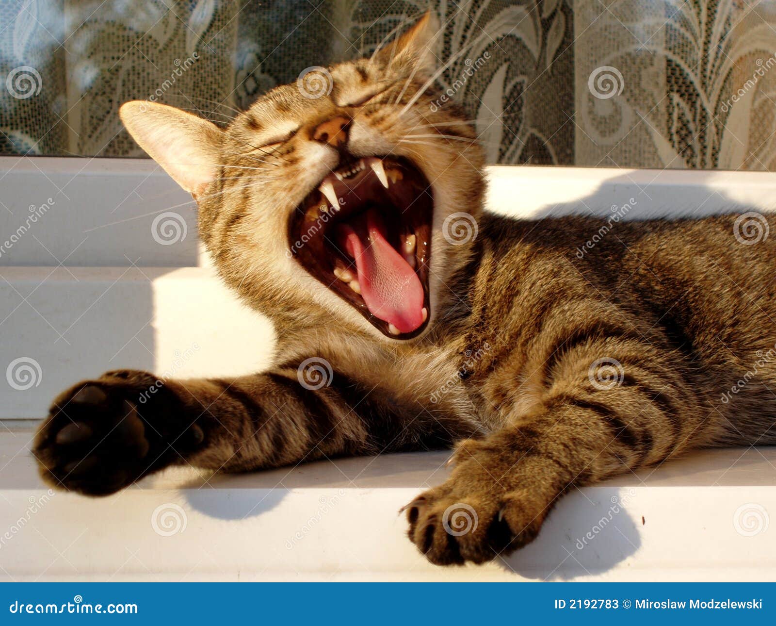 Vamoose! I m Sleepy stock image. Image of sunny, sleep - 2192783 Vamoose! I m Sleepy stock image. Image of sunny, sleep - 2192783