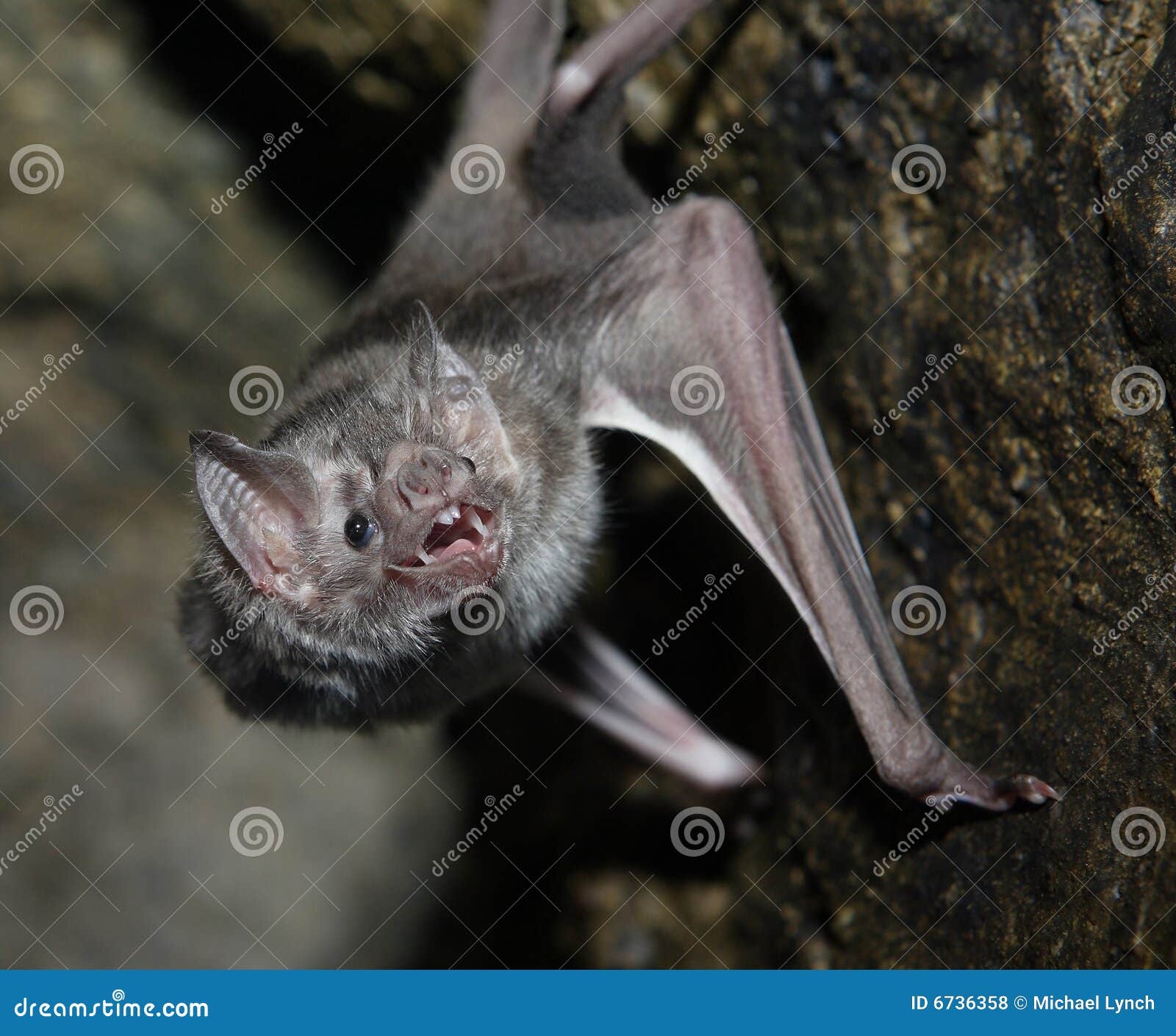 Vampire bat stock photo. Image of attack, drink, teeth - 6736358