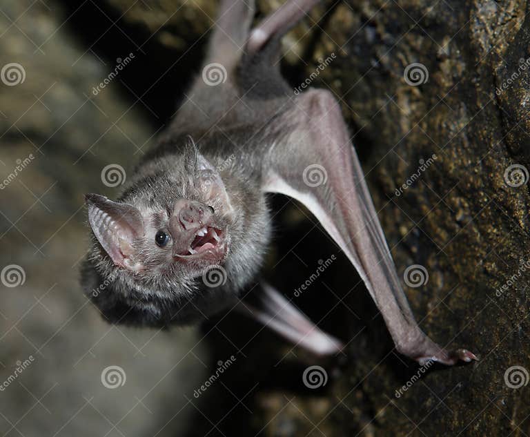 Vampire bat stock photo. Image of attack, drink, teeth - 6736358