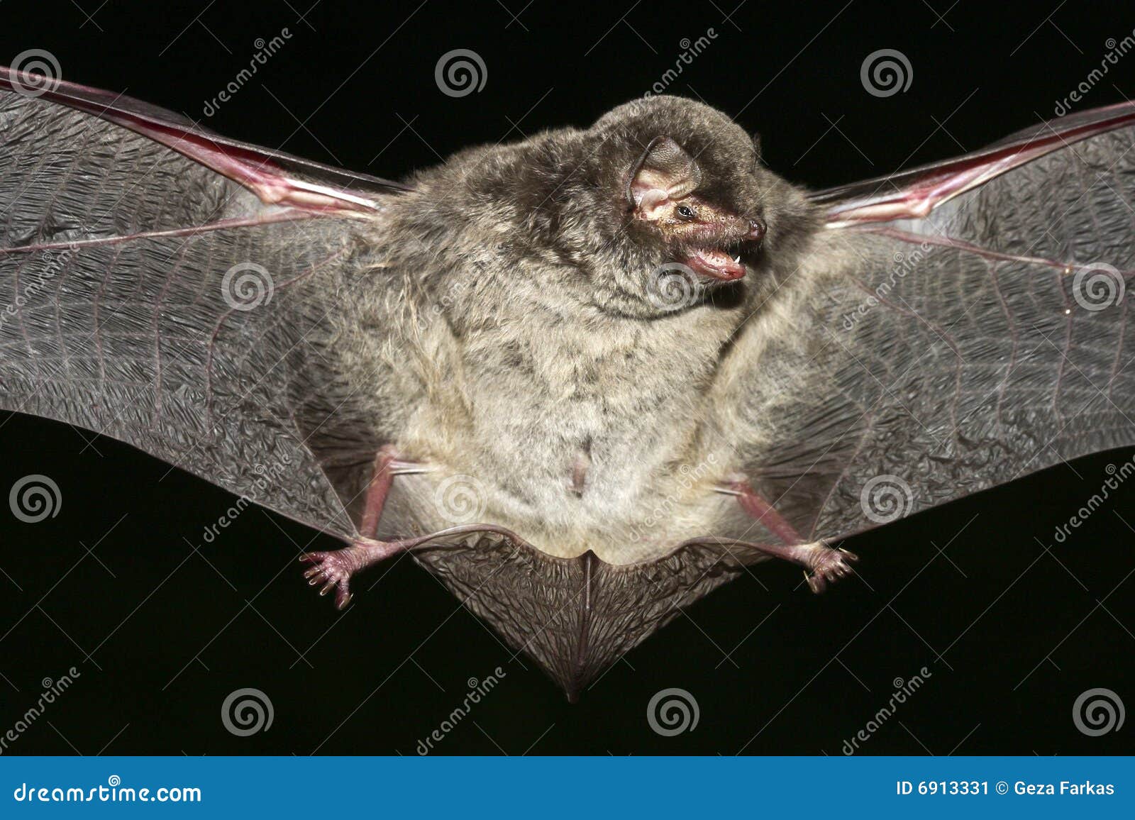 Flying Vampire Bat