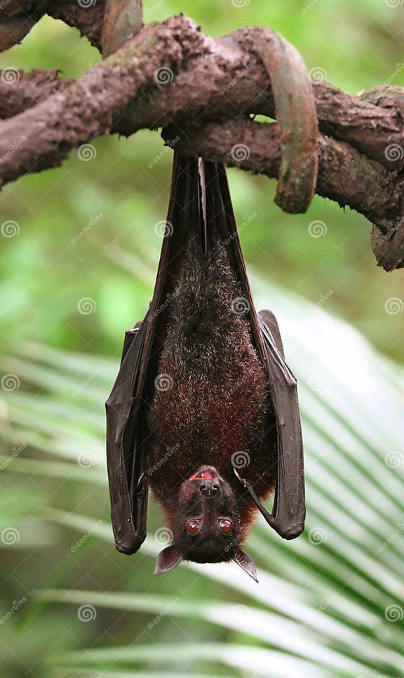 Vampire Bat stock photo. Image of scary, staring, animal - 8610642