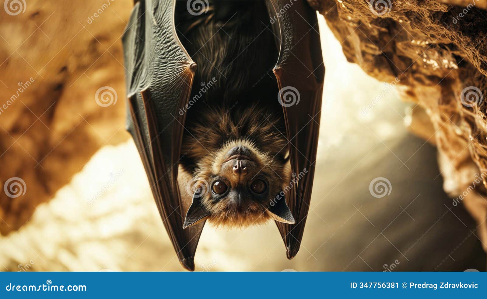 Vampire Bat Hanging From A Spooky Tree With A Full Moon In The ...