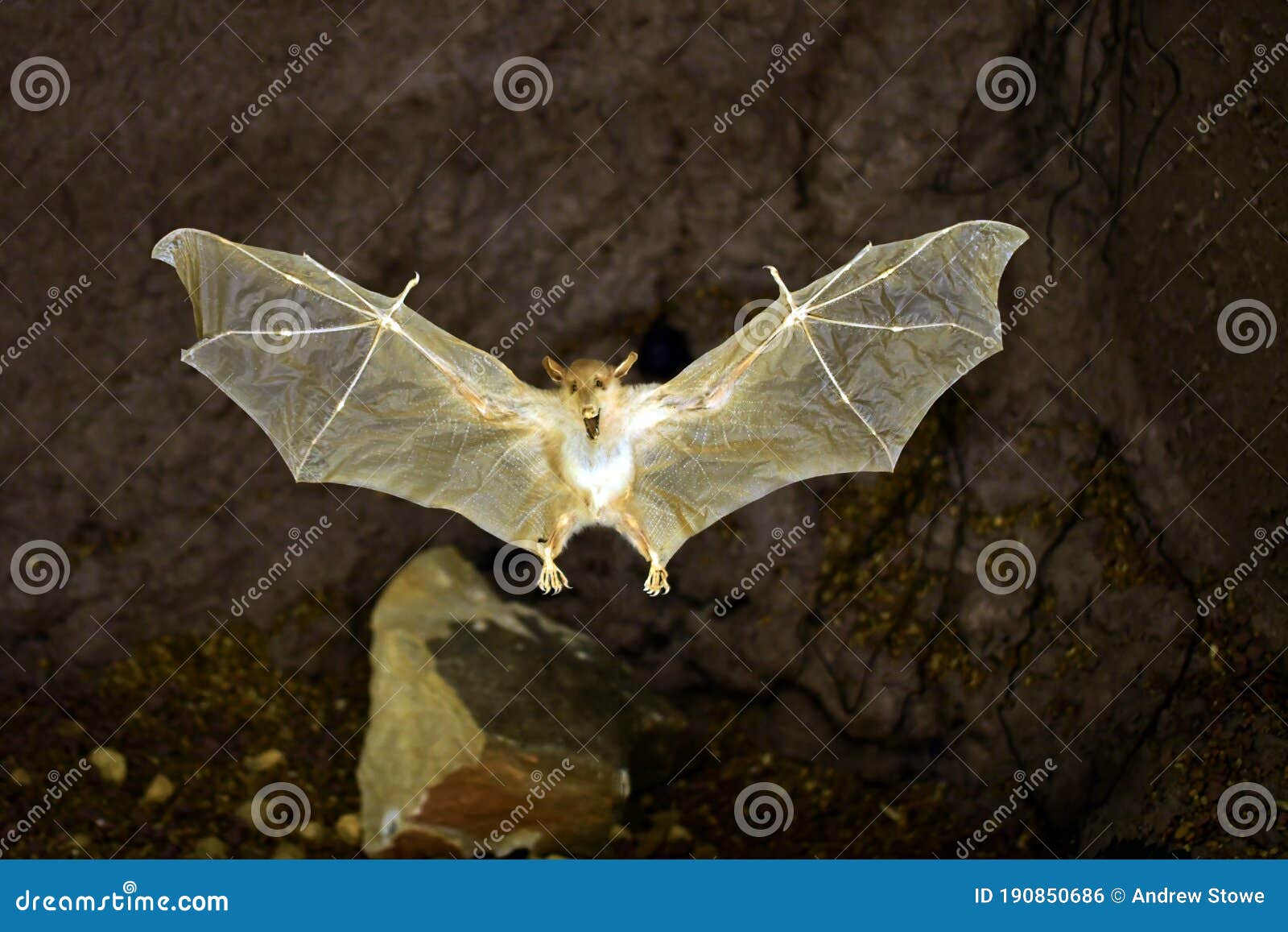 Vampire Bat Posed in Flight Stock Photo - Image of care, anatomical ...