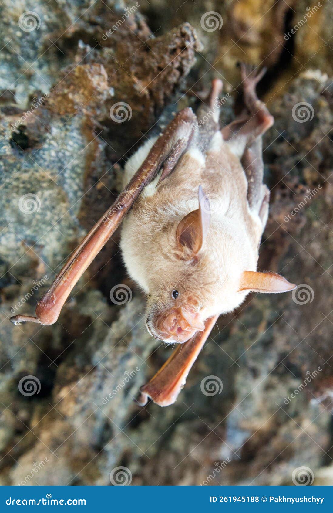 Vampire Bat are Sleeping in the Cave Hanging Stock Photo - Image of ...