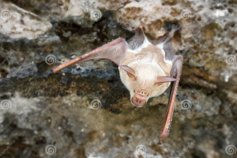 Vampire Bat are Sleeping in the Cave Hanging Stock Photo - Image of ...