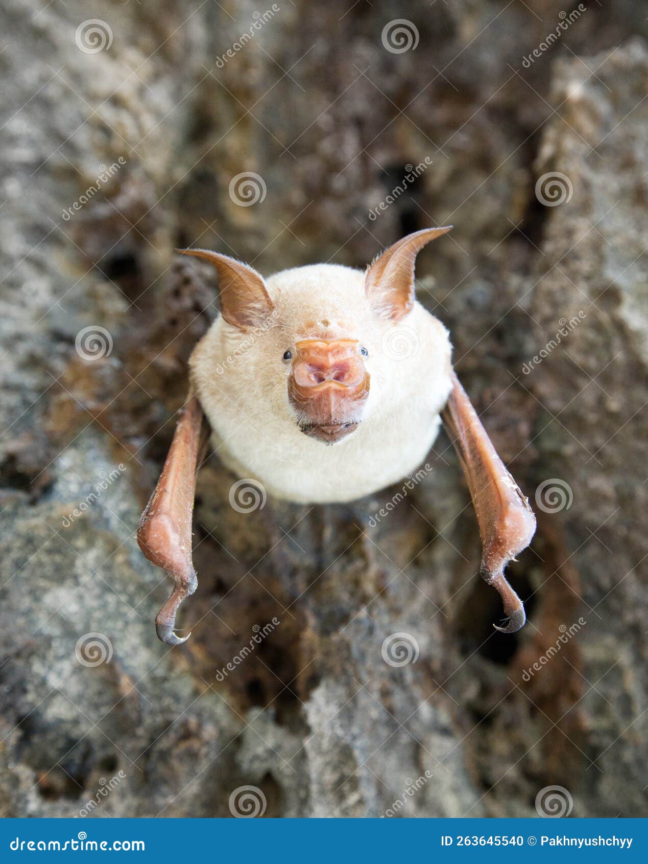 Vampire Bat are Sleeping in the Cave Hanging Stock Photo - Image of ...