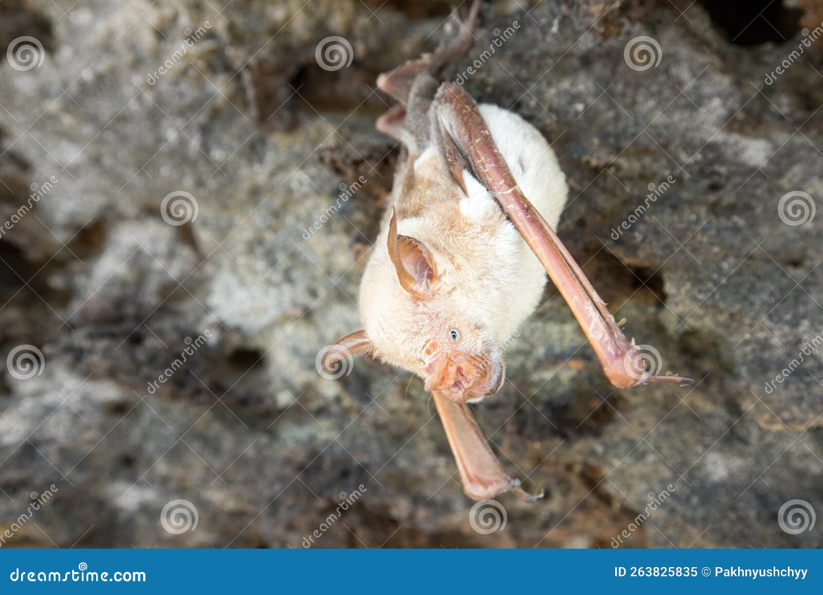 Vampire Bat are Sleeping in the Cave Hanging Stock Image - Image of ...