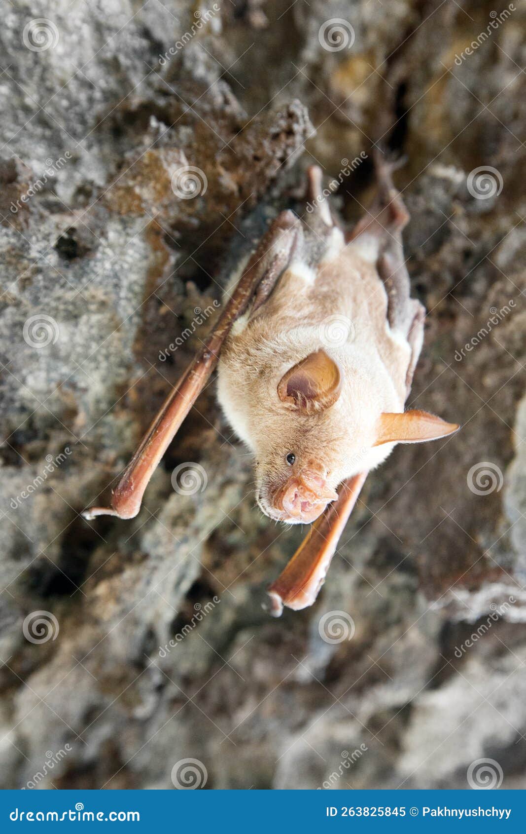 Vampire Bats Sleeping