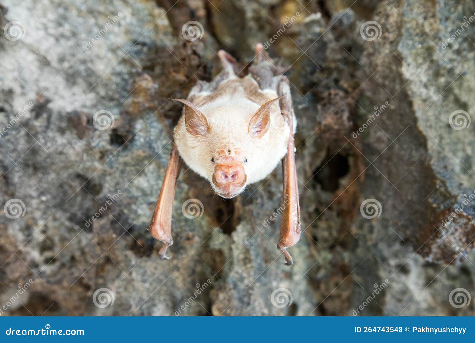 Vampire Bats Sleeping
