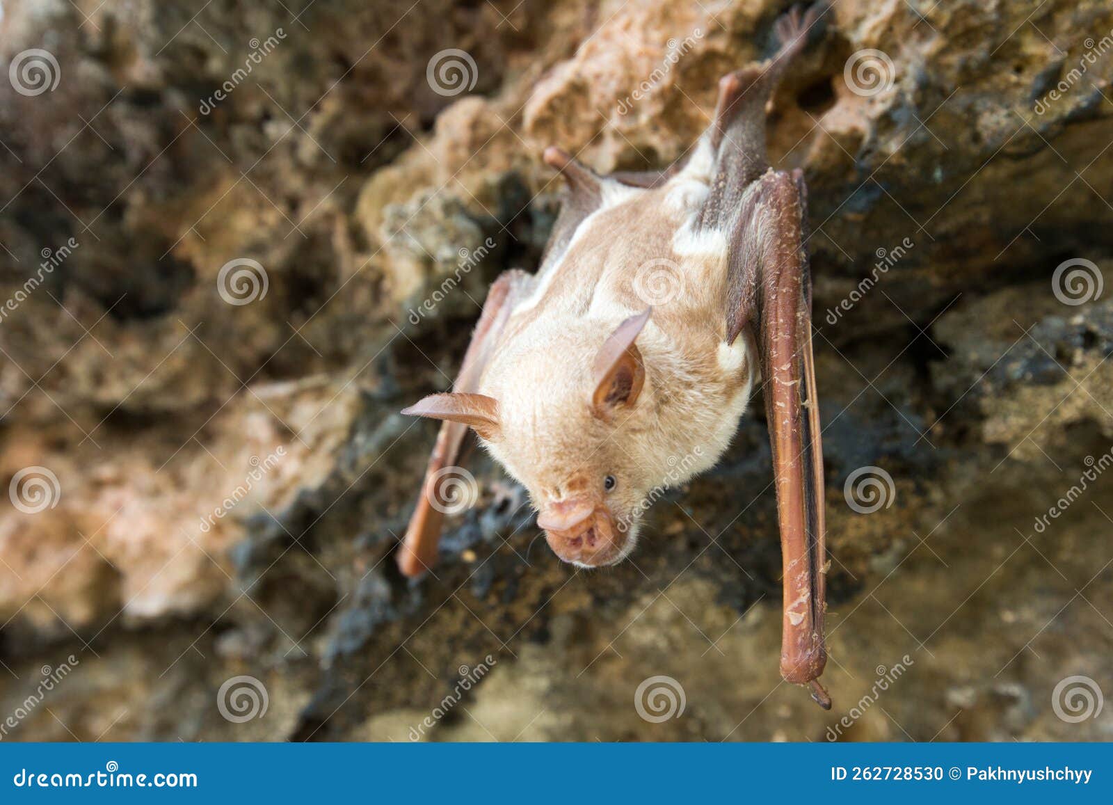 Vampire Bat are Sleeping in the Cave Hanging Stock Photo - Image of ...