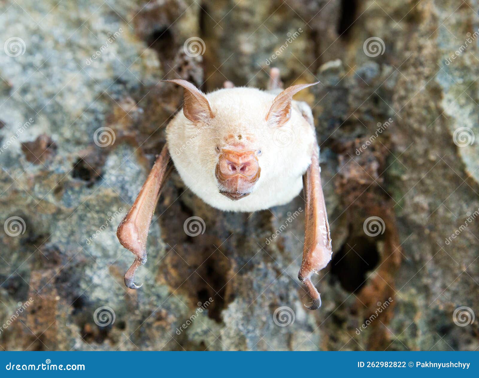 Vampire Bat are Sleeping in the Cave Hanging Stock Photo - Image of ...