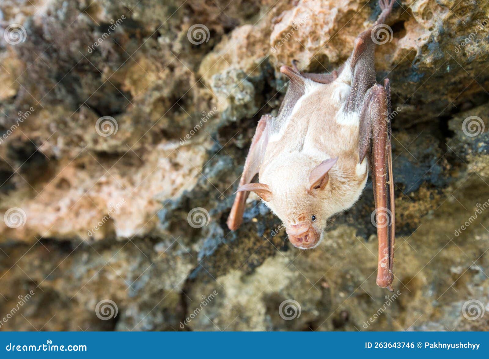 Vampire Bat are Sleeping in the Cave Hanging Stock Photo - Image of ...