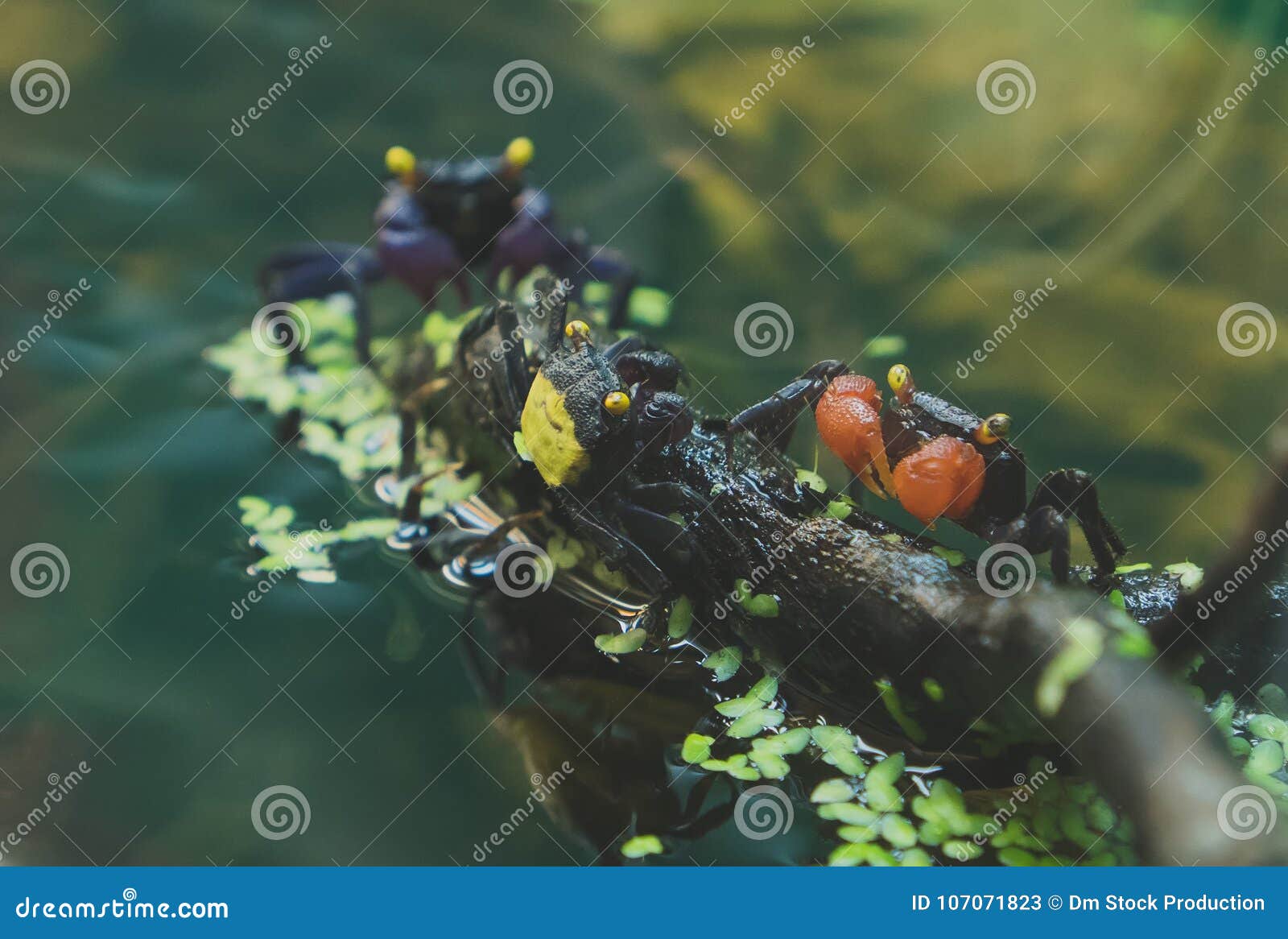 Vampire crabs. stock image. Image of closeup, endemic - 107071823