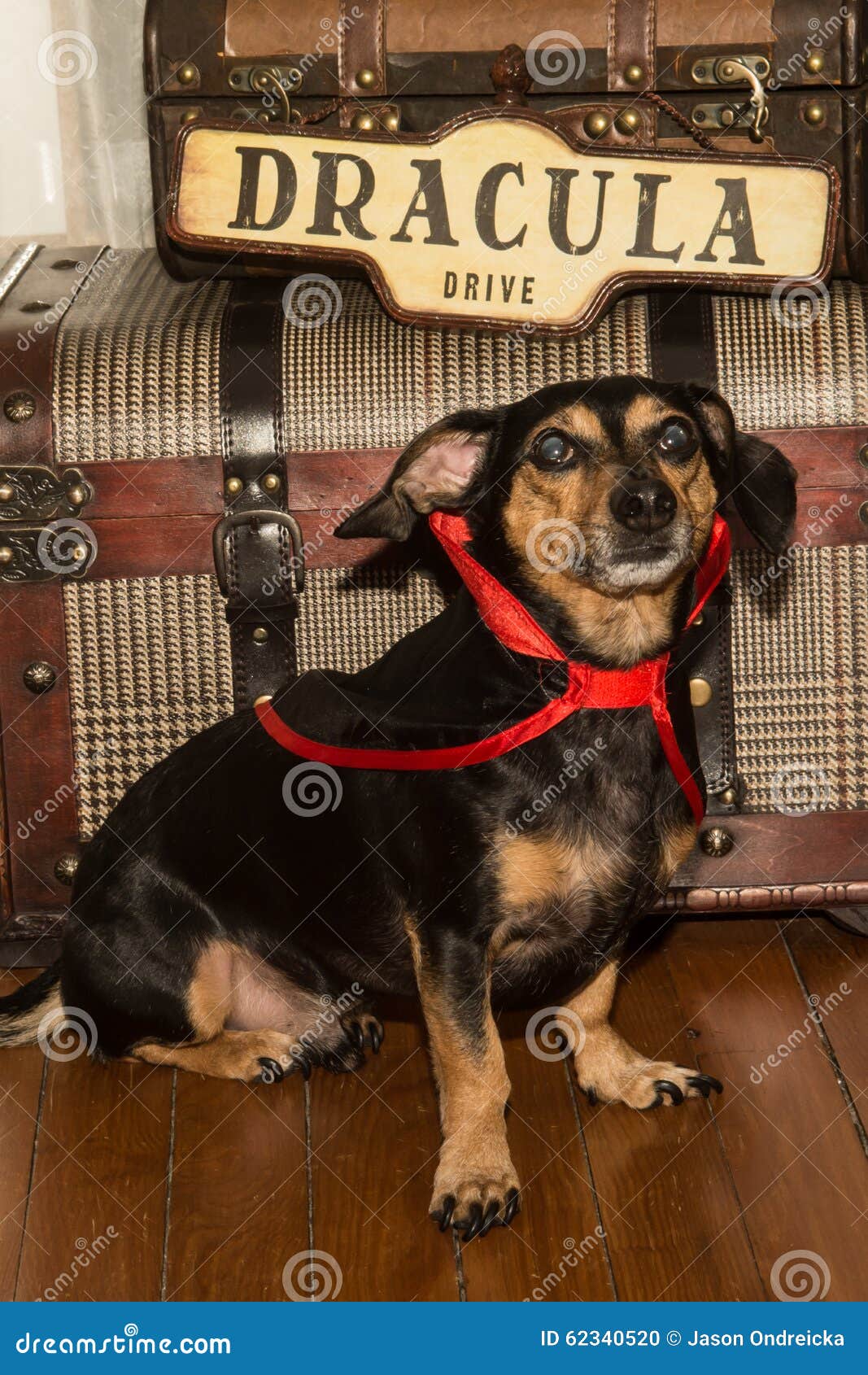 Vampire Dog stock photo. Image of indoors, beautiful - 62340520
