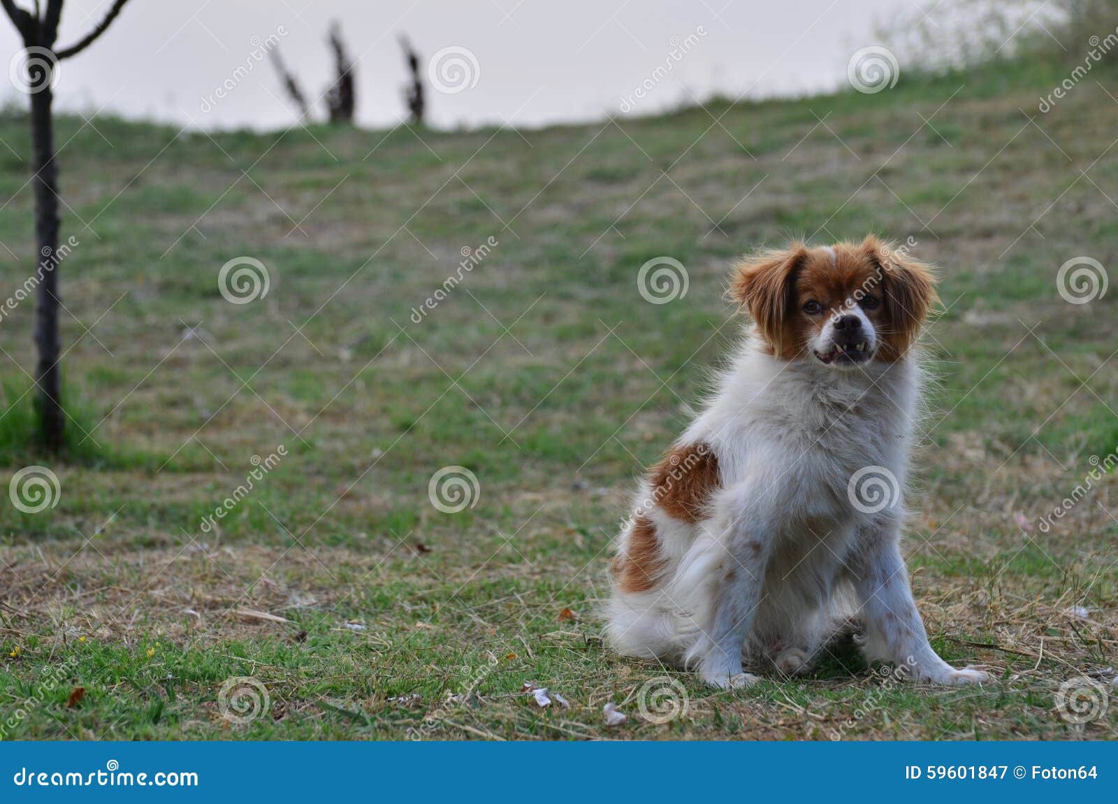 Vampire dog stock image. Image of vampire, mouth, cute - 59601847