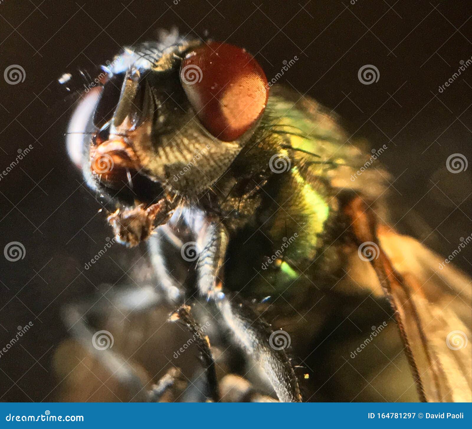 Vampire Fly imagem de stock. Imagem de arrepiante, moscas - 164781297