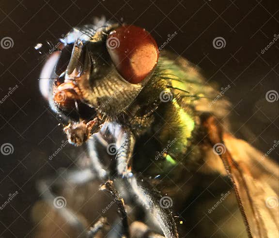 Vampire Fly imagem de stock. Imagem de arrepiante, moscas - 164781297