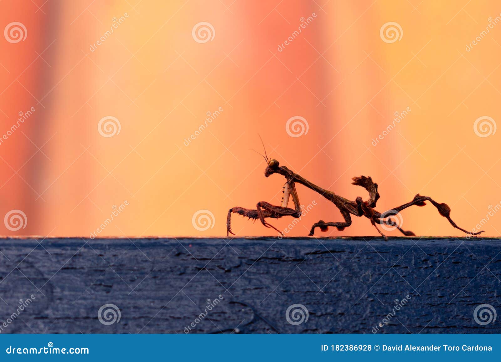 Vampire Mantis or Praying Mantis on Black Surface and Orange Background ...