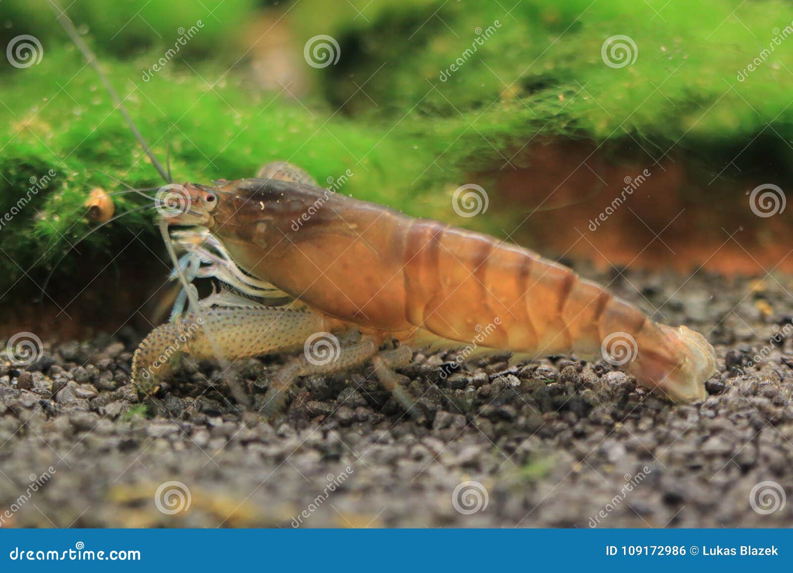 Vampire Shrimp Stock Photos - Free & Royalty-Free Stock Photos from ...