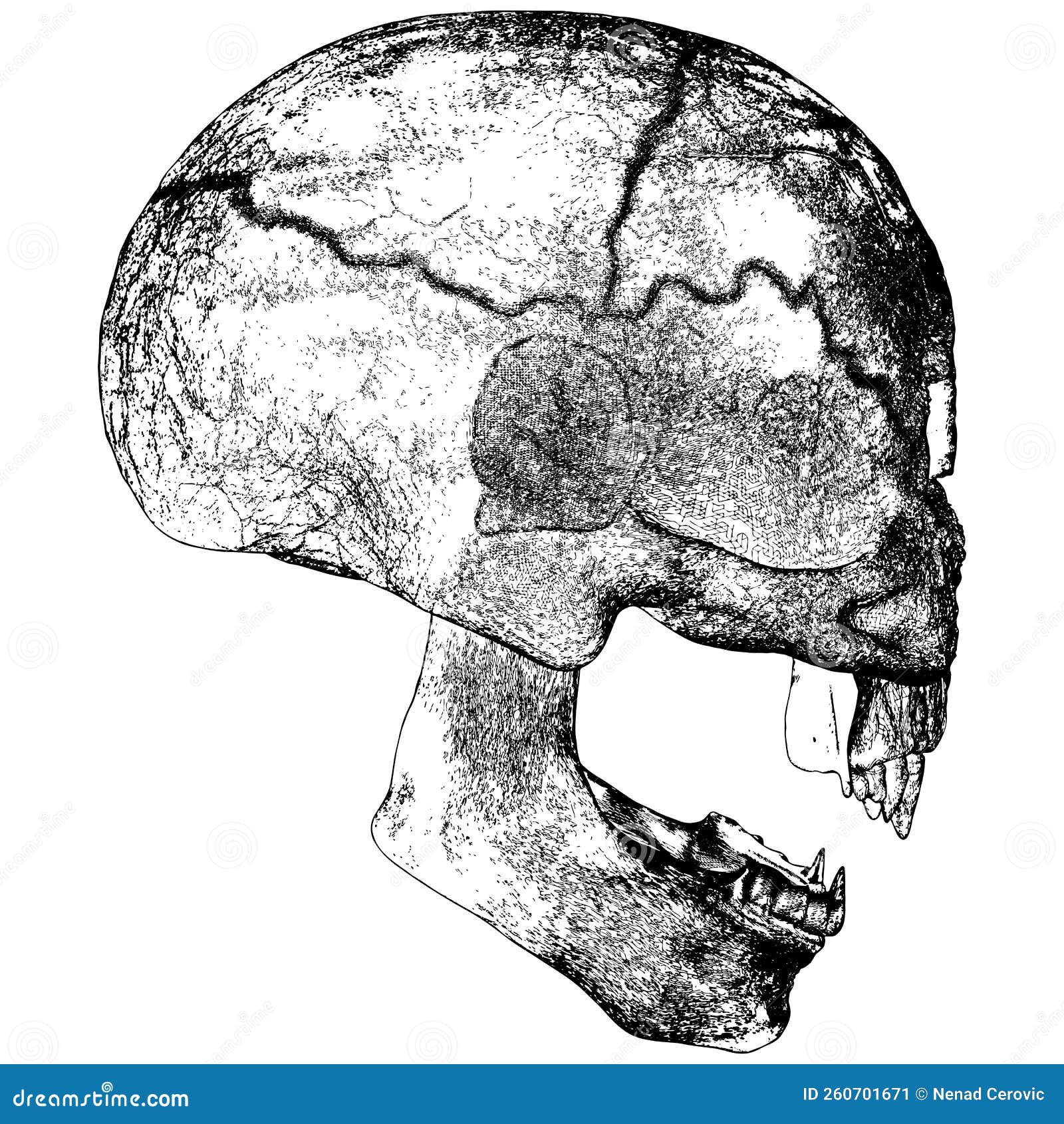Vampire Skull Vector. Illustration Isolated On White Background ...