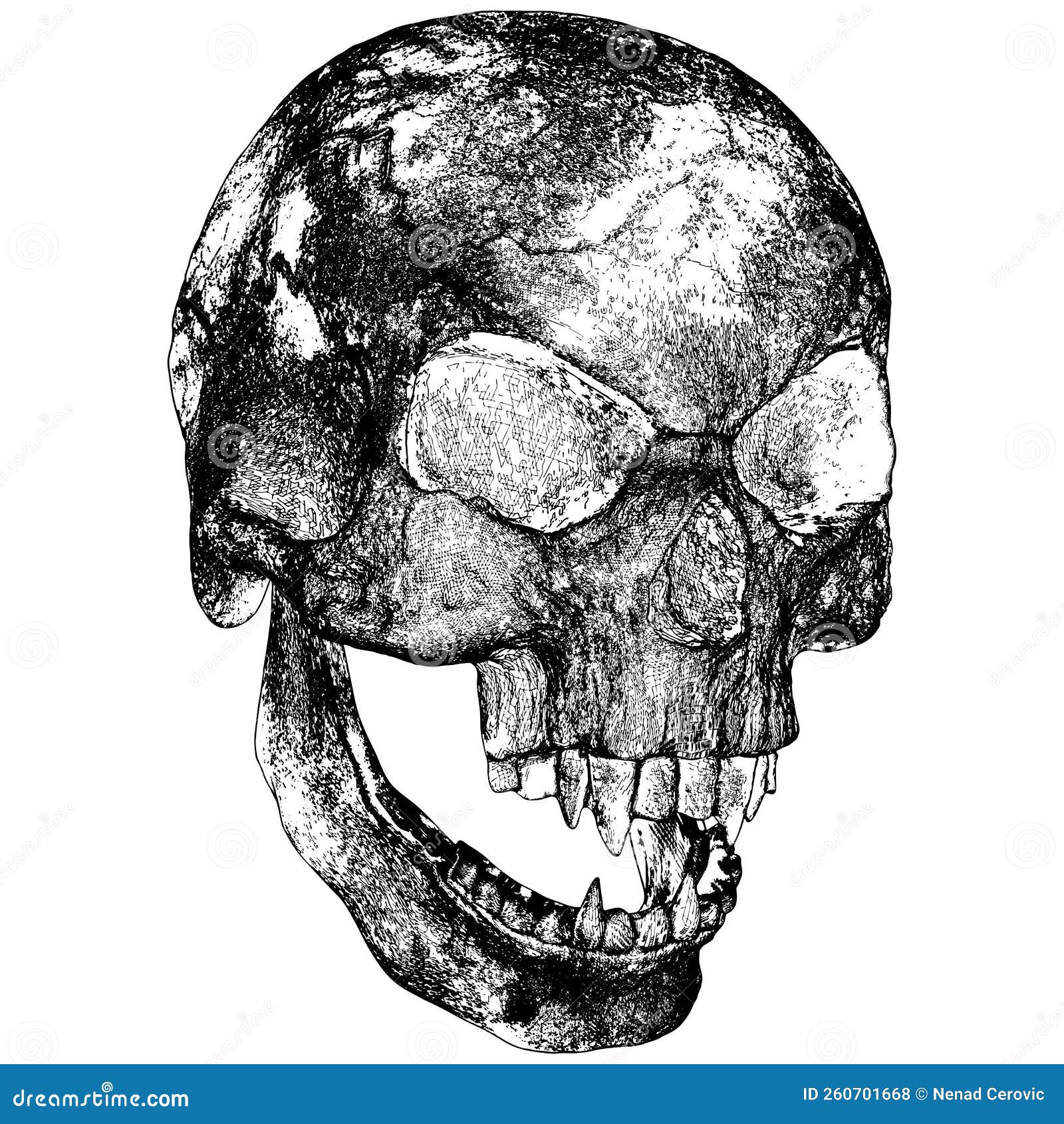 Vampire Skull Vector. Illustration Isolated on White Background Stock ...