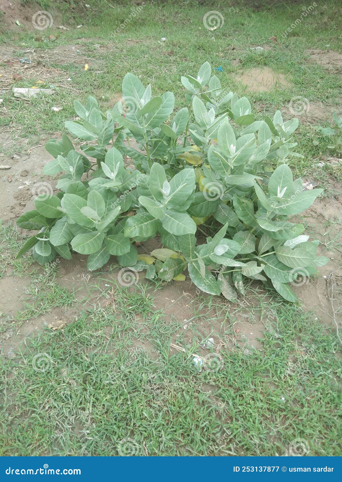 Vamu Tree Growing in Short Hight Stock Image - Image of vegetable, herb ...
