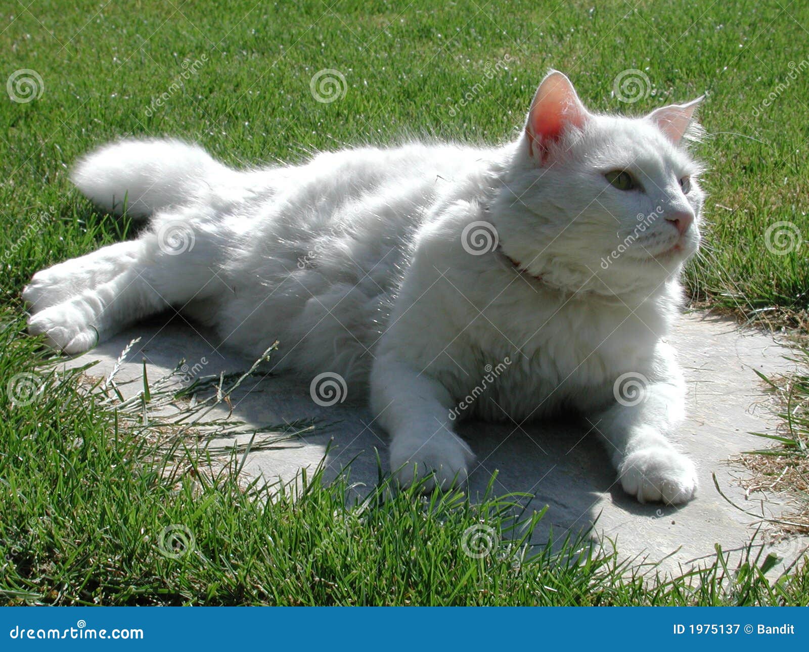 Van Cat stock image. Image of attentive, focused, blue - 1975137