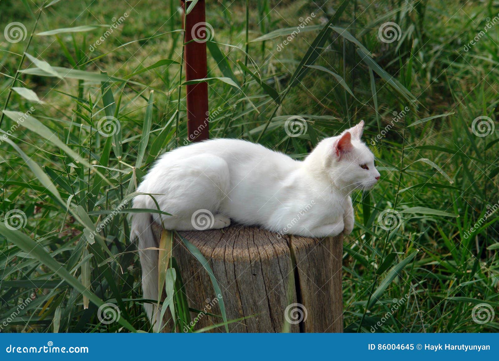 Van cat stock image. Image of turkish, color, blue, rare - 86004645