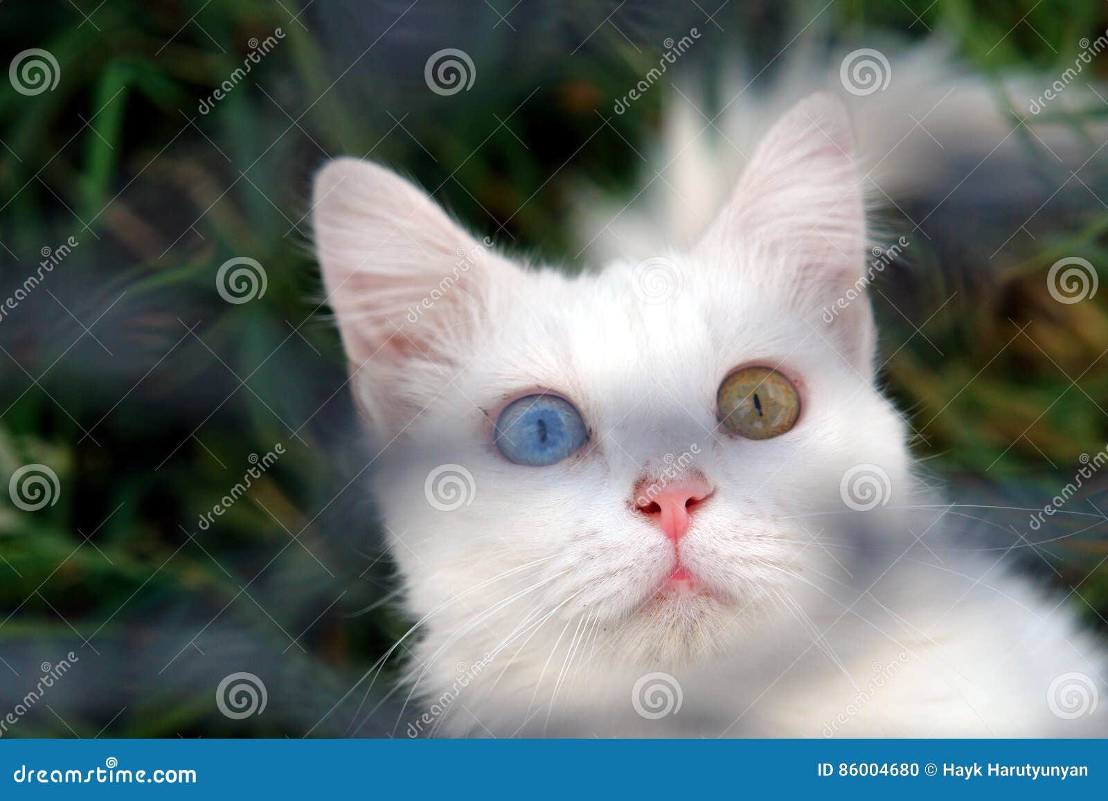 Van cat stock photo. Image of persian, snout, color, burmilla - 86004680
